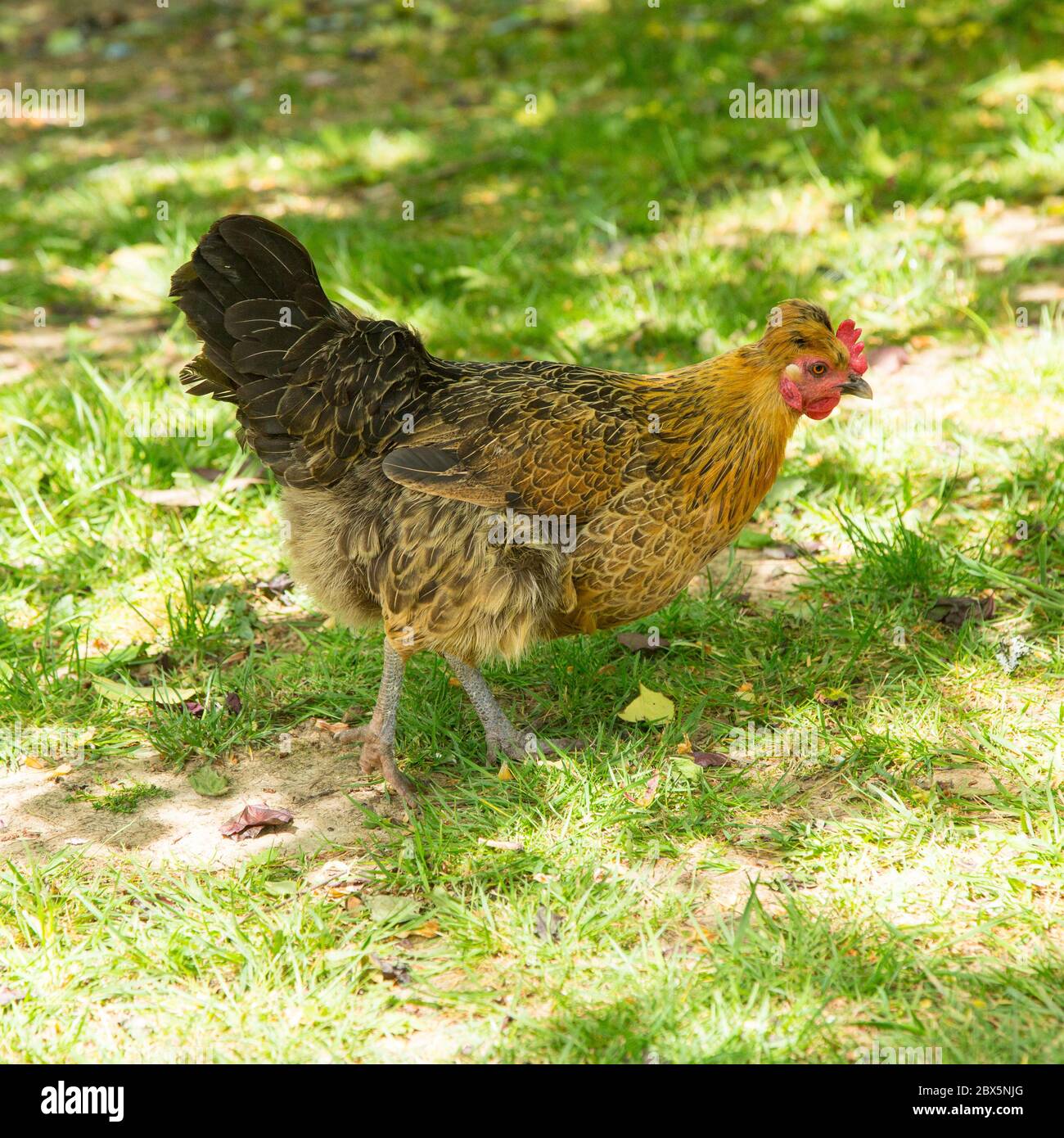 Hen and chicken alton hi-res stock photography and images - Alamy