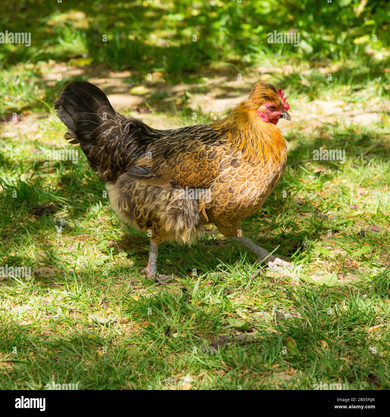 Bantam hen, Medstead, Alton, Hampshire, England, United Kingdom Stock ...