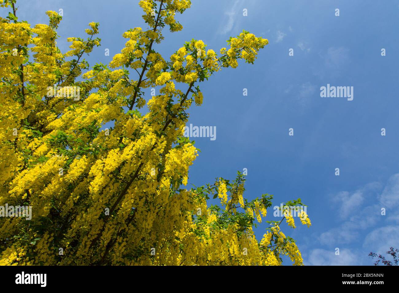 Yellow Laburnum tree also know as a golden chain tree. Hampshire ...