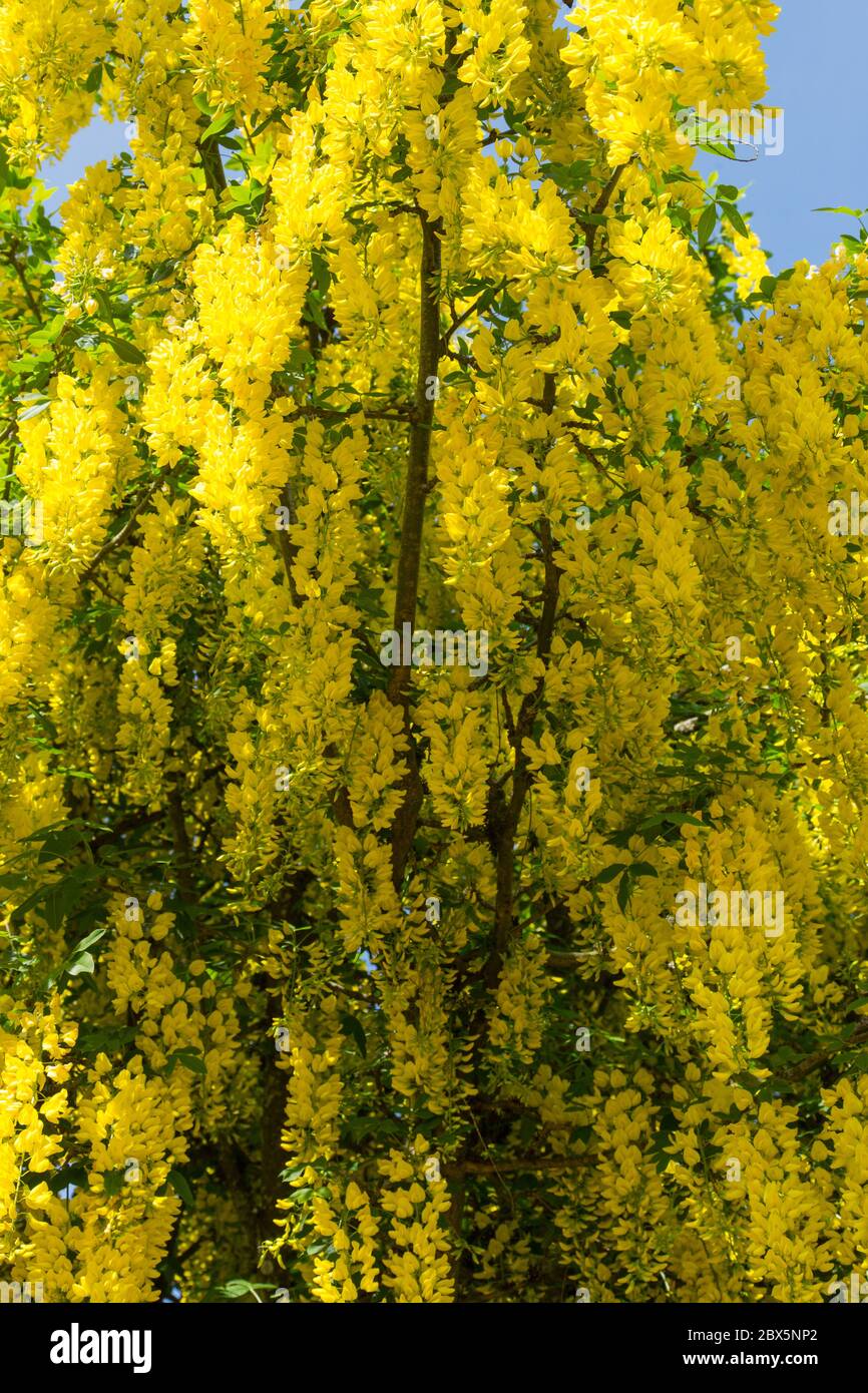 Golden chain tree hi-res stock photography and images - Alamy