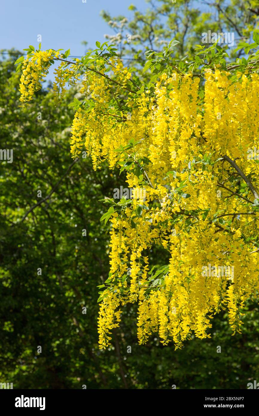 Yellow Laburnum tree also know as a golden chain tree. Hampshire ...