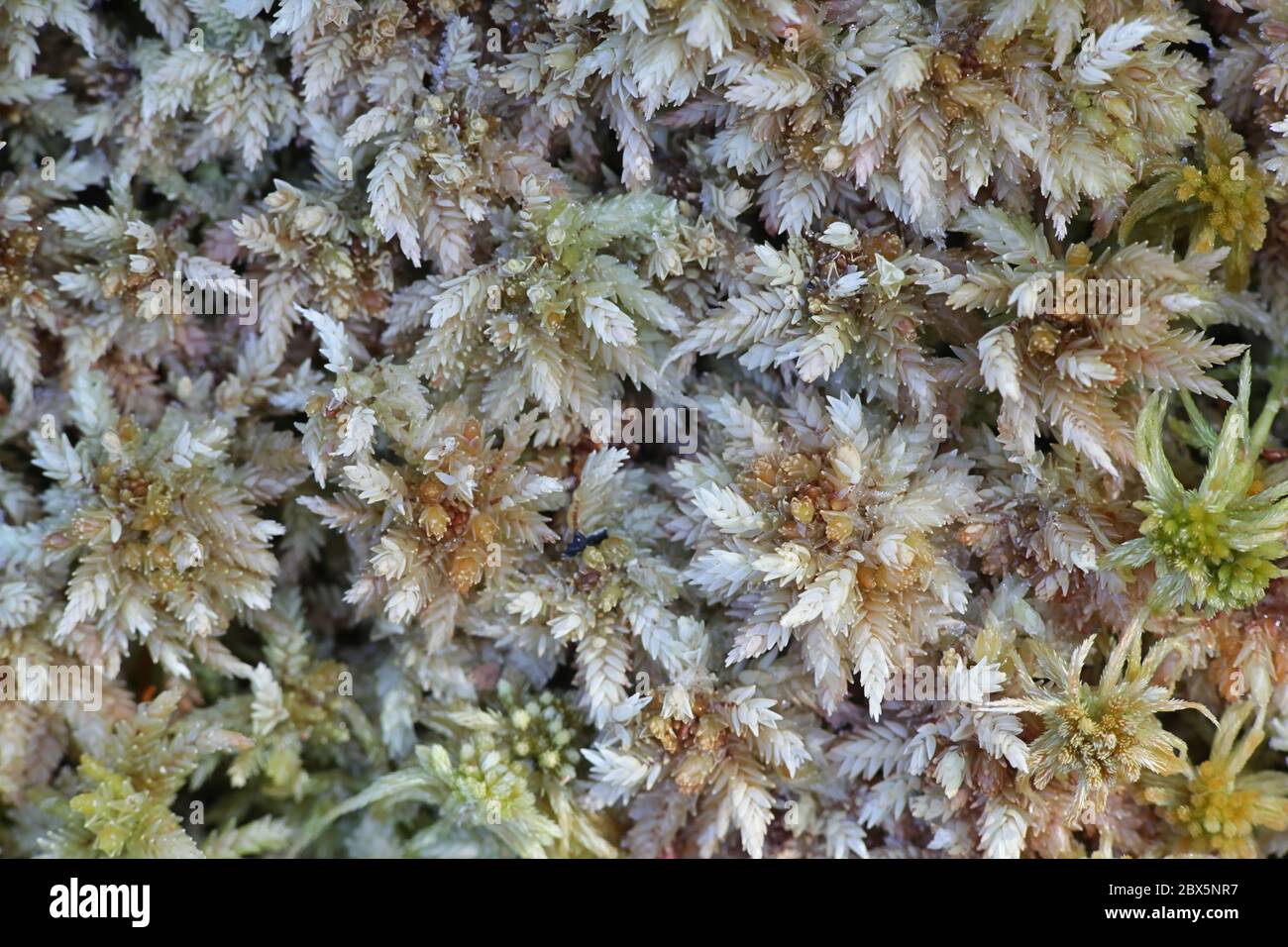 Bog moss hi-res stock photography and images - Alamy