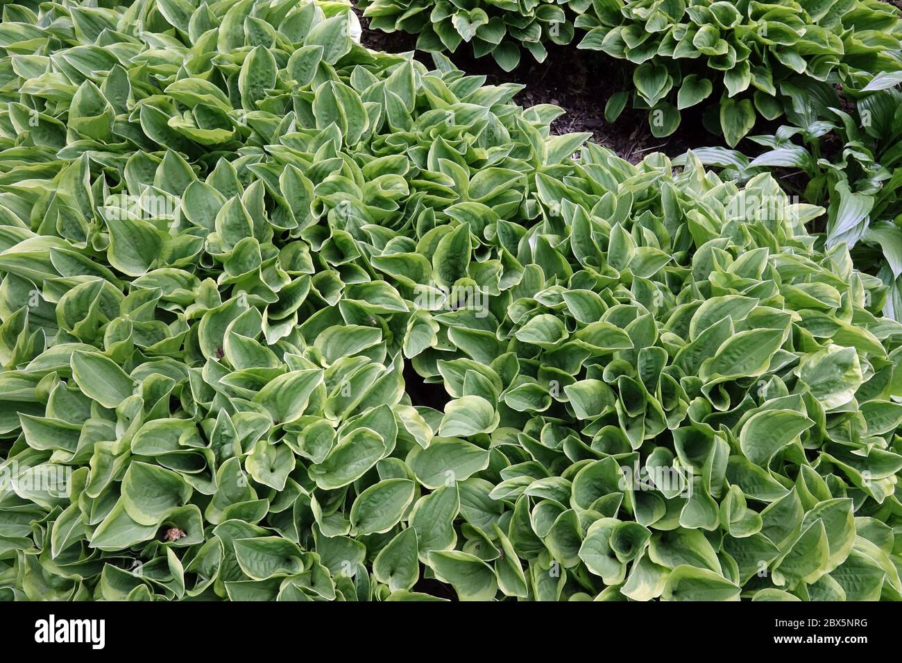 Golden tiara plantain lily hi-res stock photography and images - Alamy