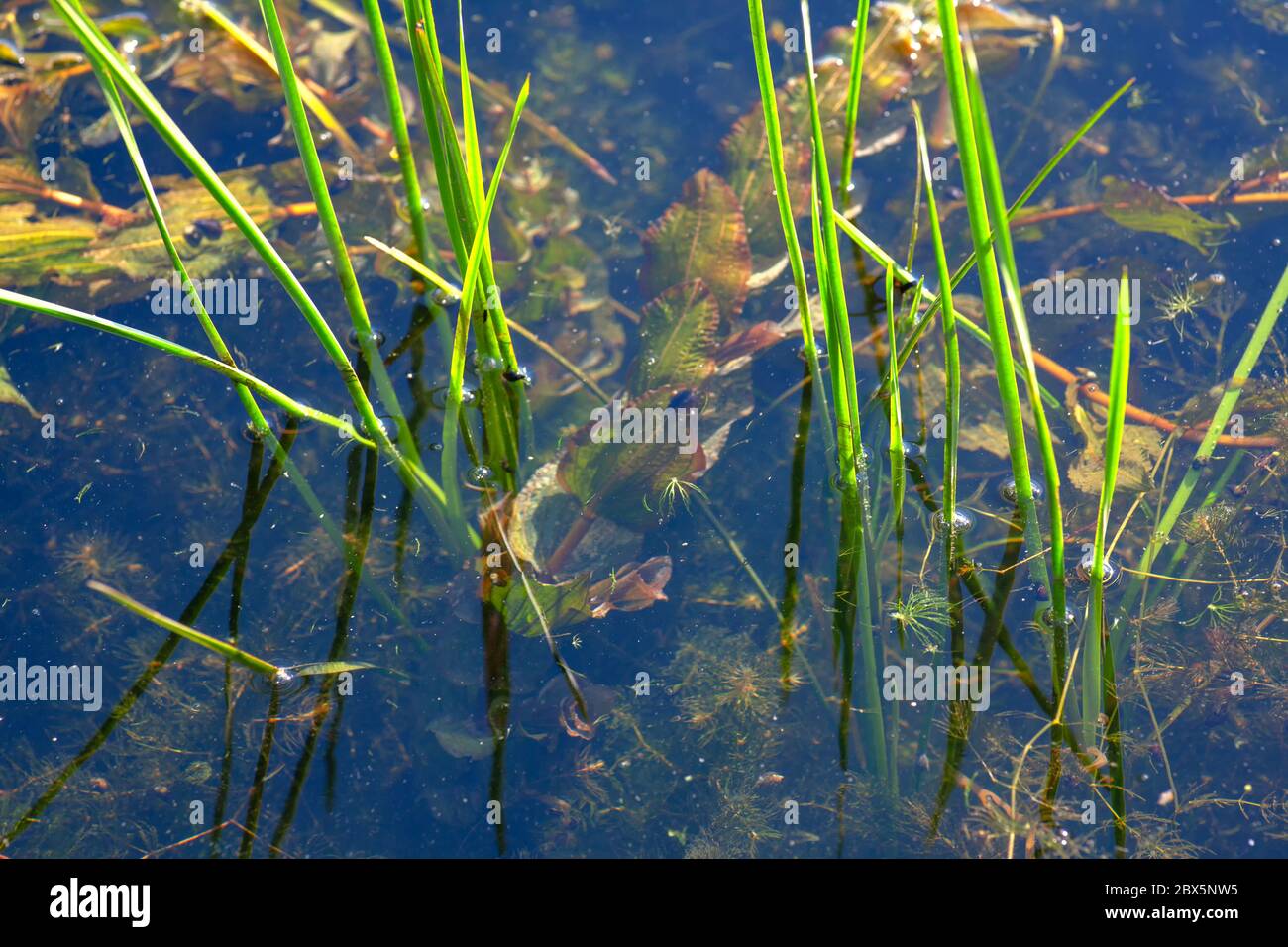 swamp algae , red plants in the puddle water Stock Photo - Alamy