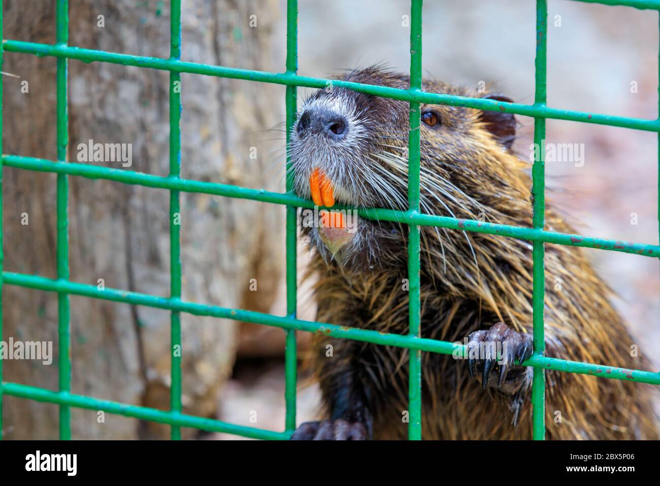 Rat teeth hi-res stock photography and images - Alamy