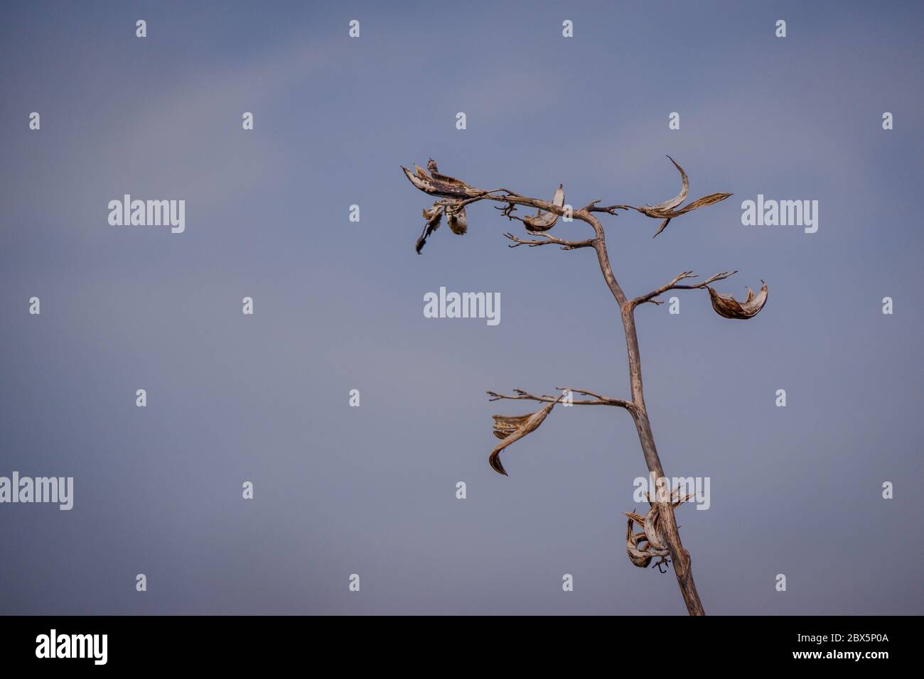 Dead agave plant hi-res stock photography and images - Alamy