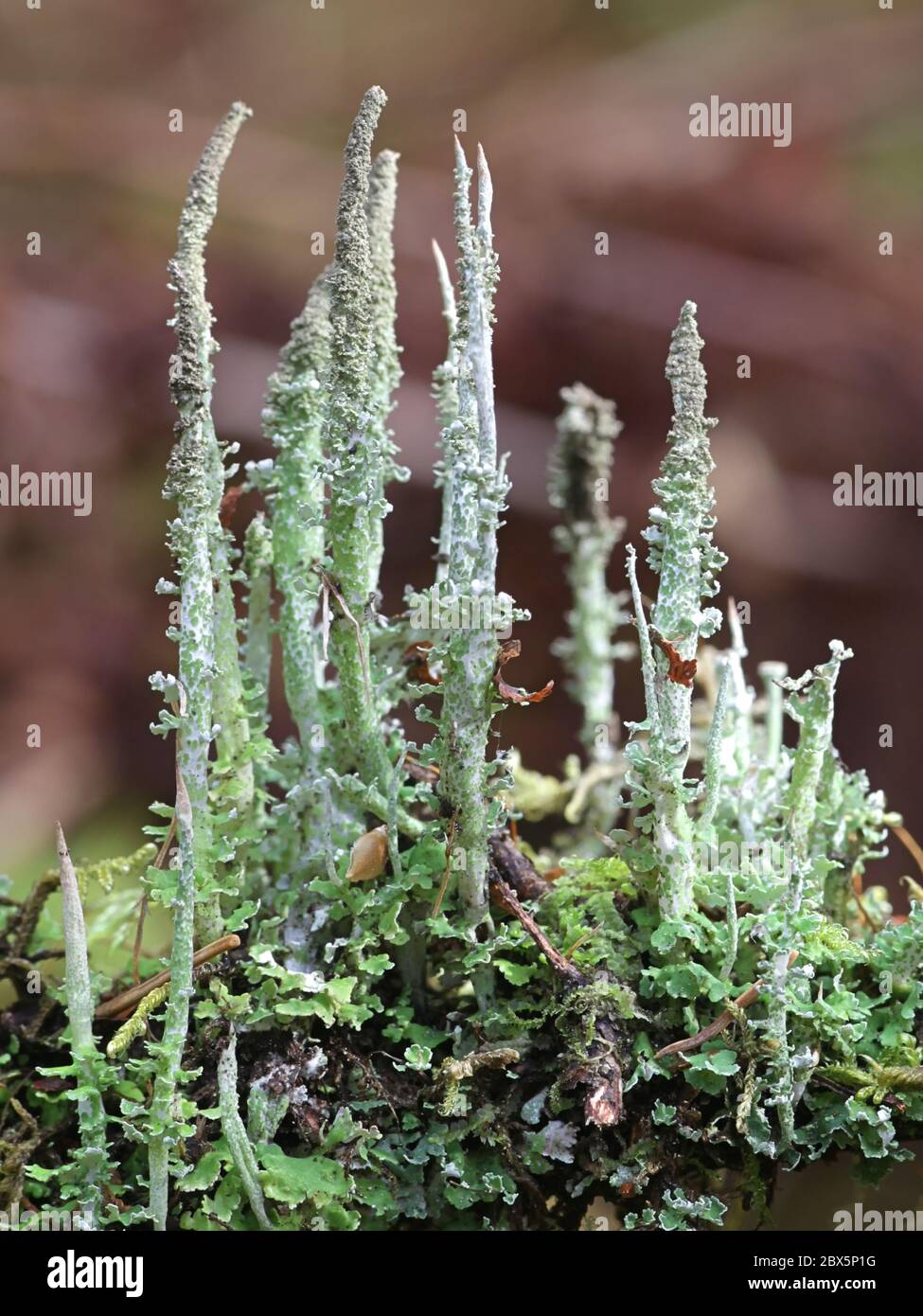Cladonia squamosa, known as Dragon Horn, lichen from Finland Stock ...