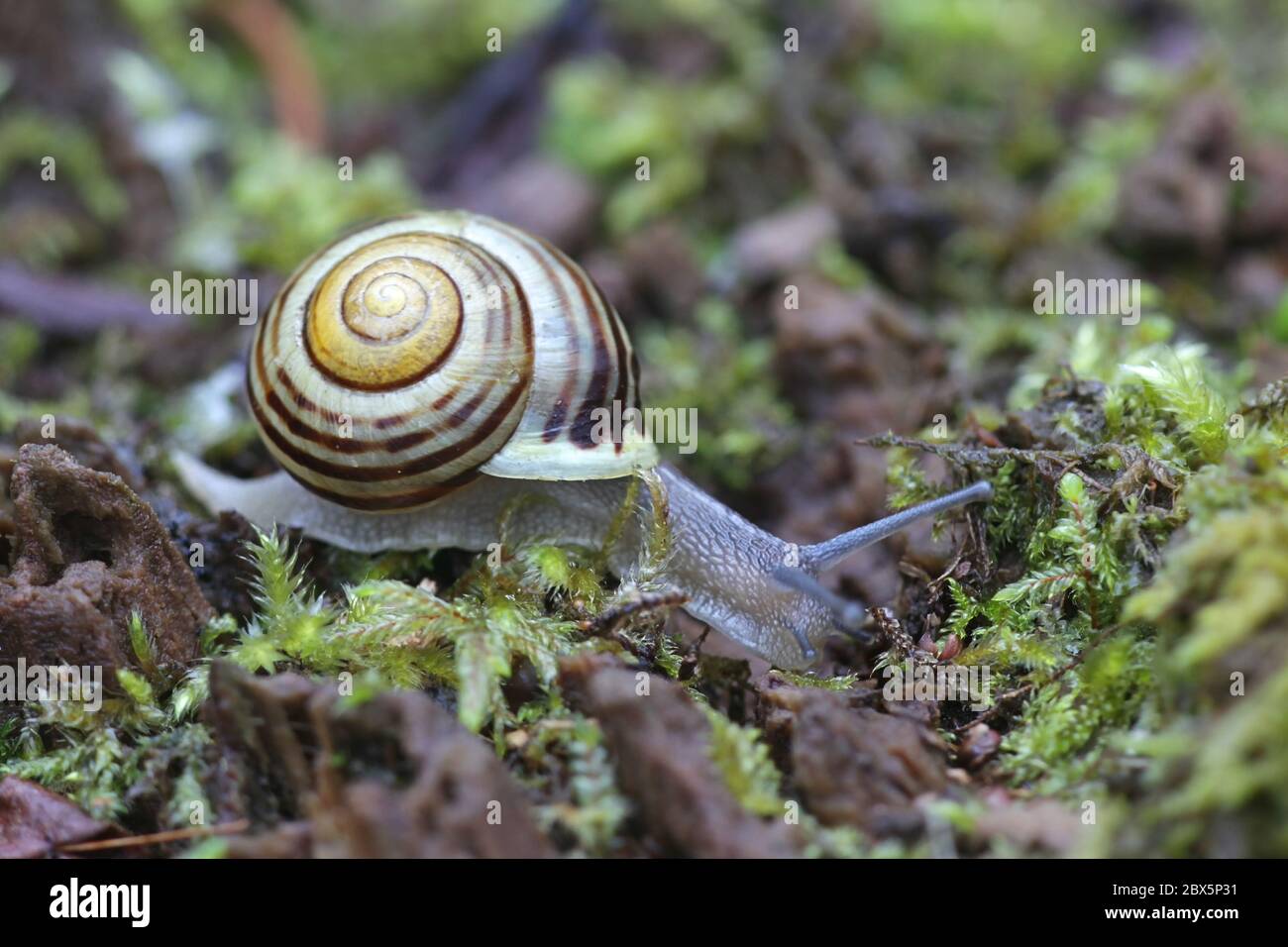 Cepaea hortensis, known as white-lipped snail or garden banded snail ...