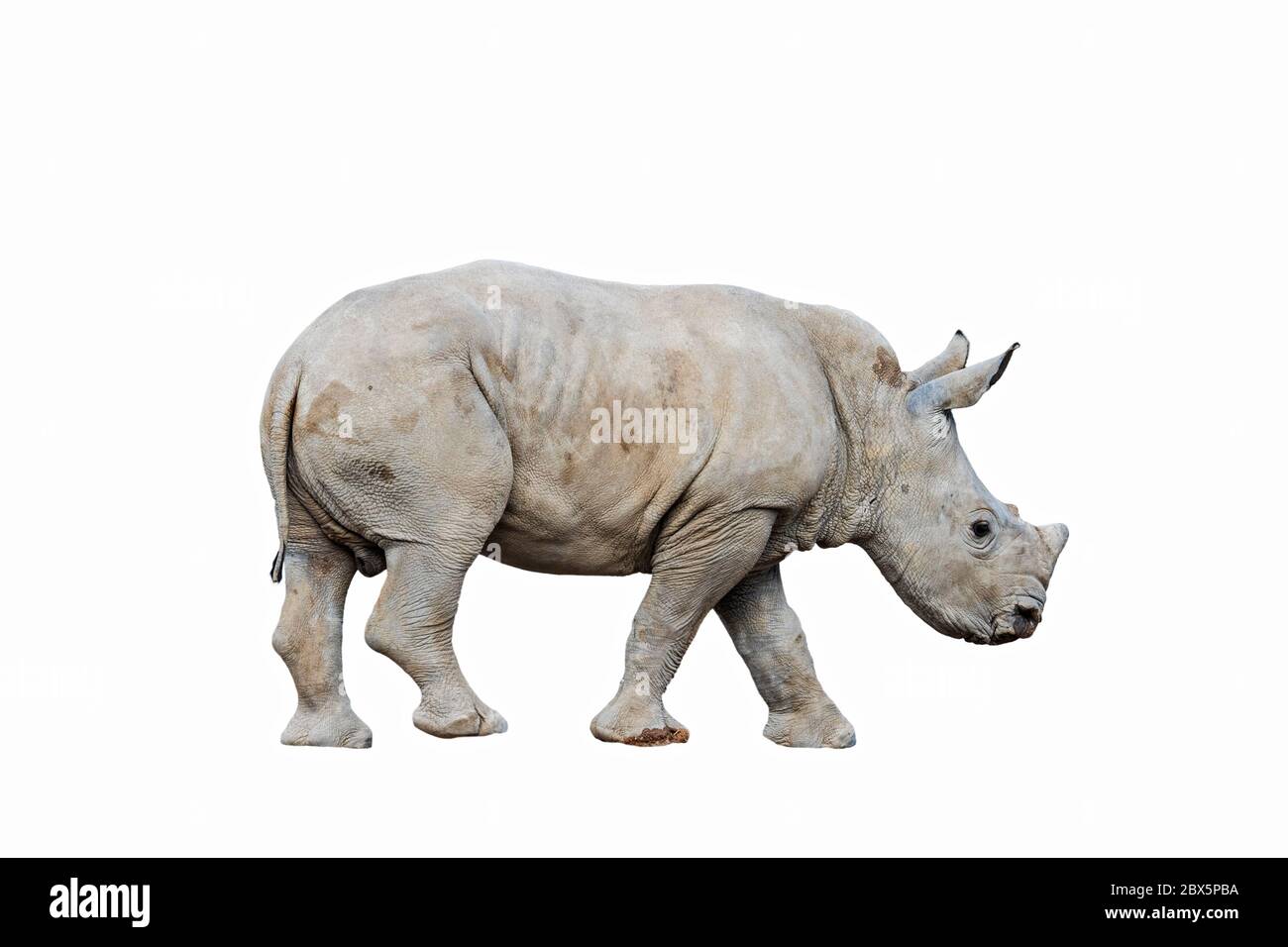 White rhino / Square-lipped rhinoceros (Ceratotherium simum) calf ...