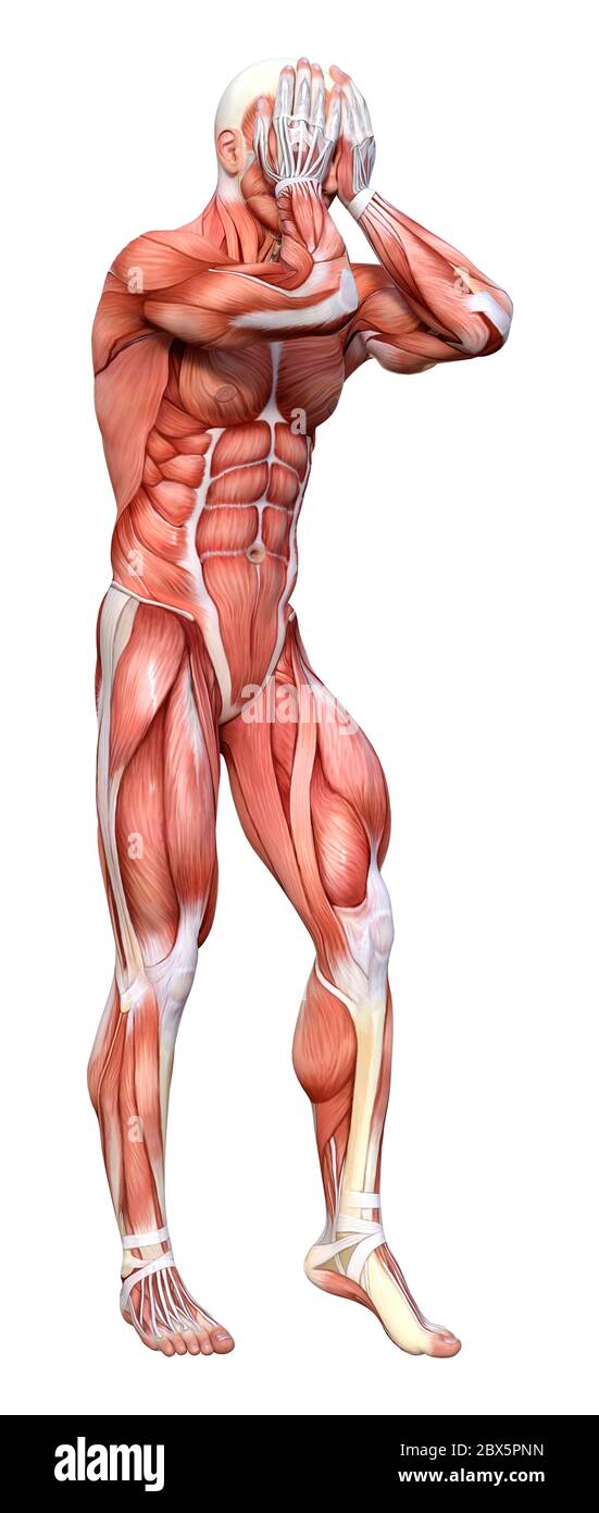3D rendering of a male figure with muscle maps isolated on white ...