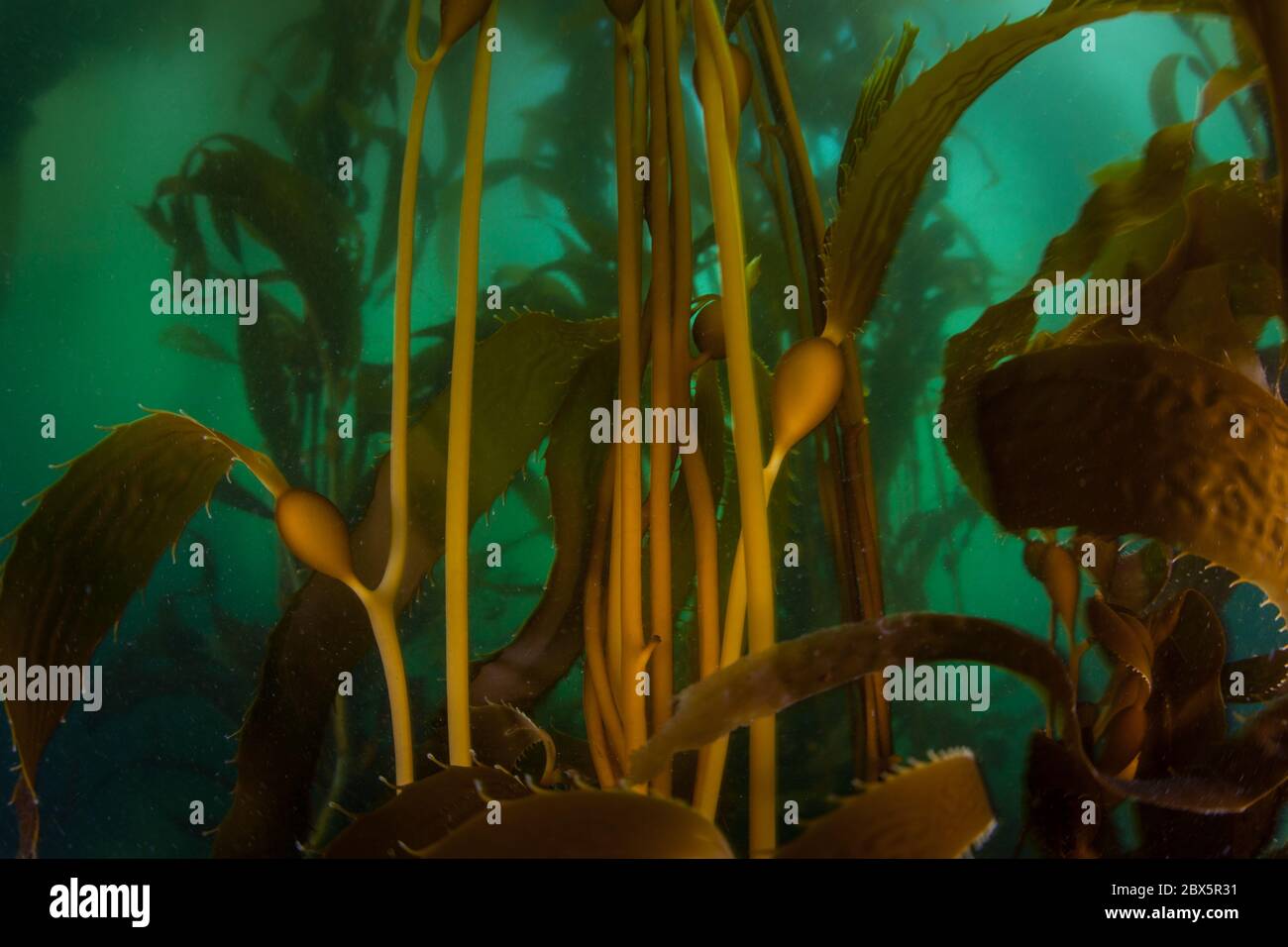 A biodiverse forest of Giant kelp, Macrocystis pyrifera, grows quickly ...
