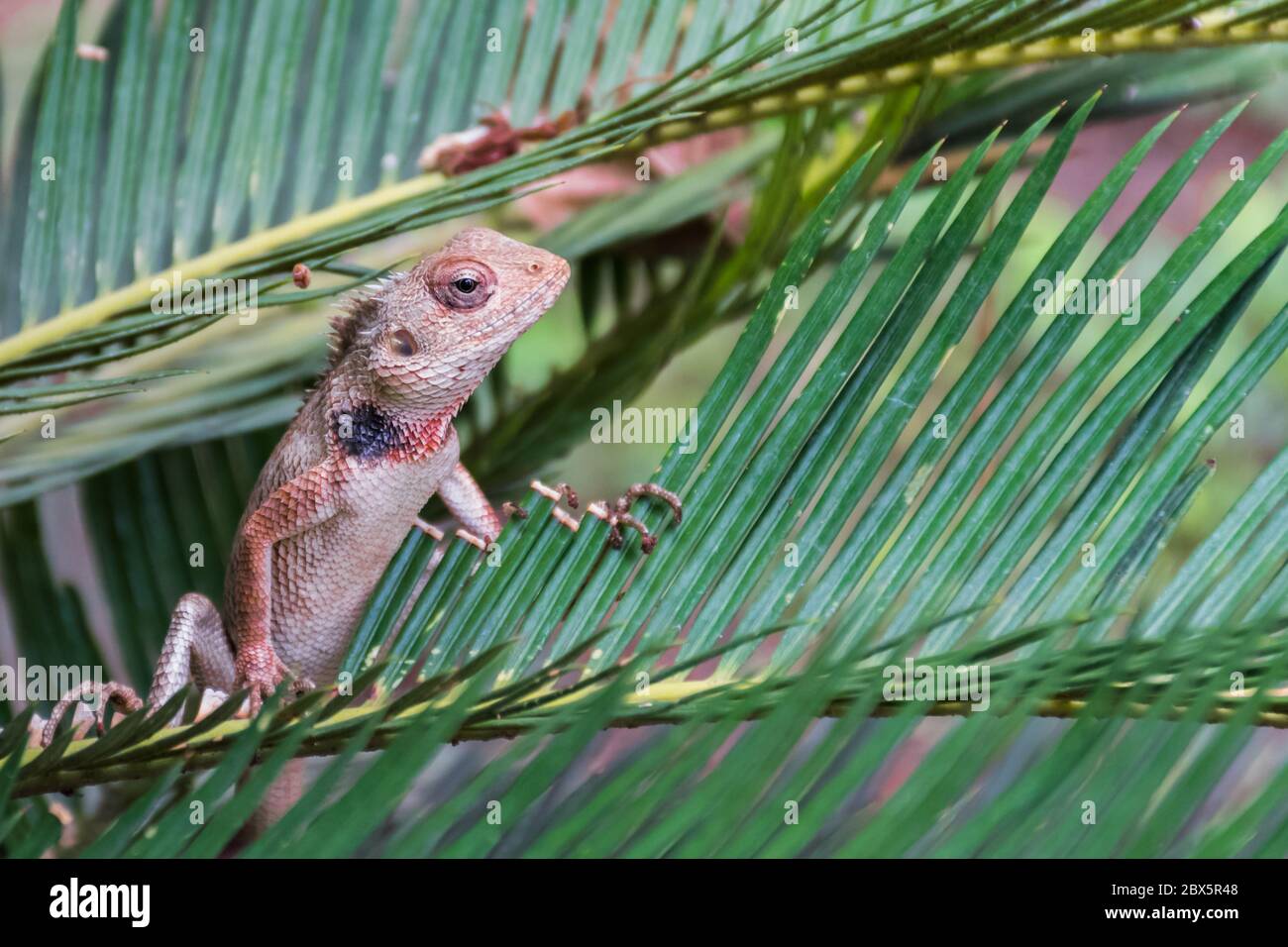 Oriental Garden Lizard (Calotes versicolor) staring out from a branch ...