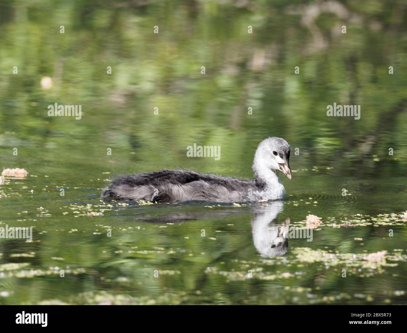A juvenile Eurasian Coot (Fulica Atra) swimming on a green canal at ...