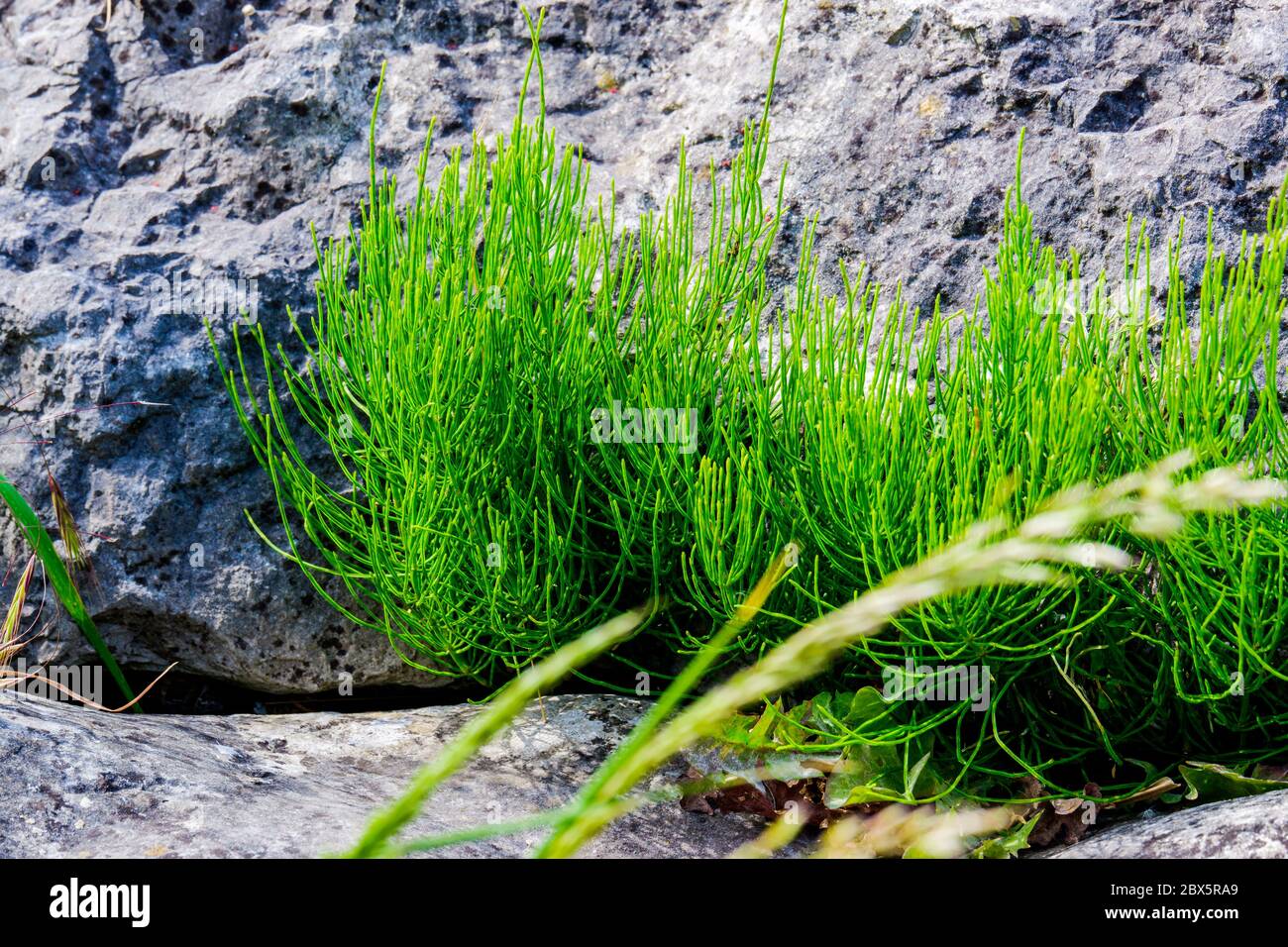 Mormon tea garden hi-res stock photography and images - Alamy