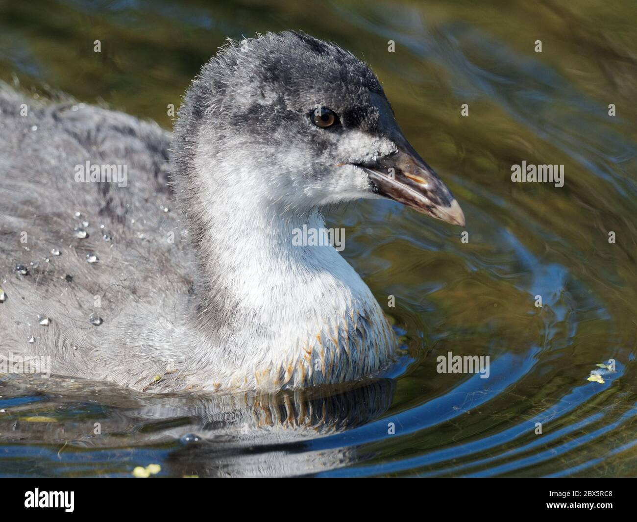 A juvenile Eurasian Coot (Fulica Atra) swimming on a green canal at ...