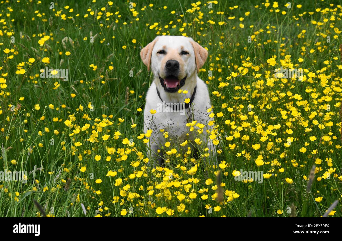 Sitting, smiling Golden Labrador with black collar looking at camera in ...