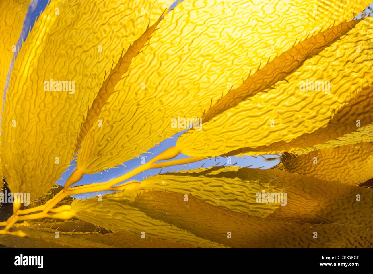 A canopy of Giant kelp, Macrocystis pyrifera, grows quickly near the ...