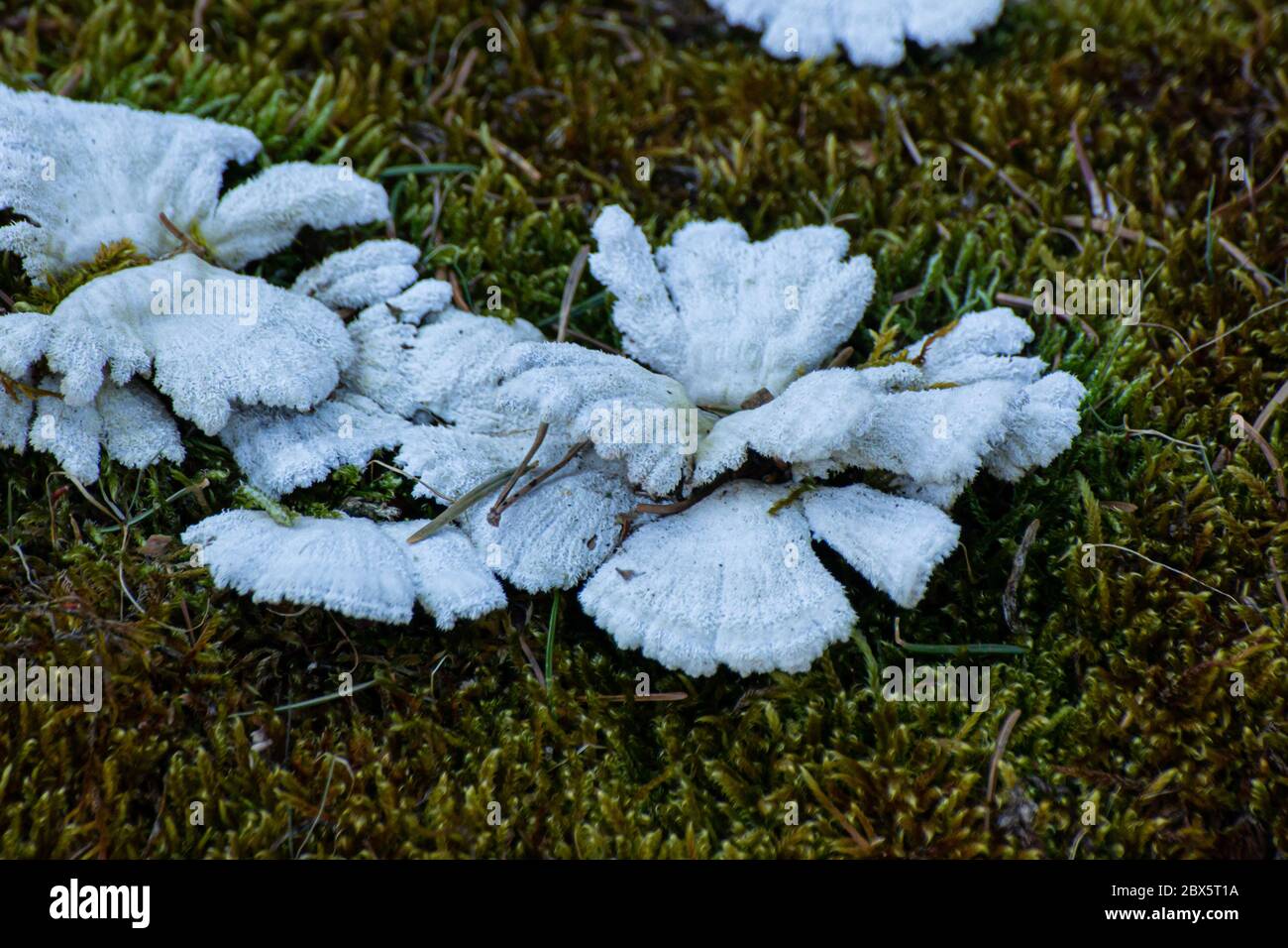 Close up of a common split gill mushroom, Schizophyllum commune or ...