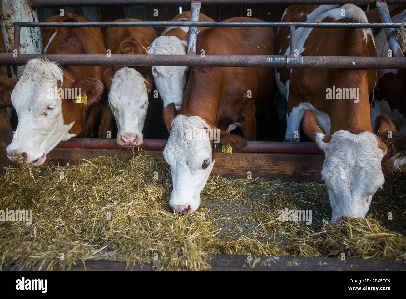 A lot of cows eating some feed on the huge cow farm, farming concept ...