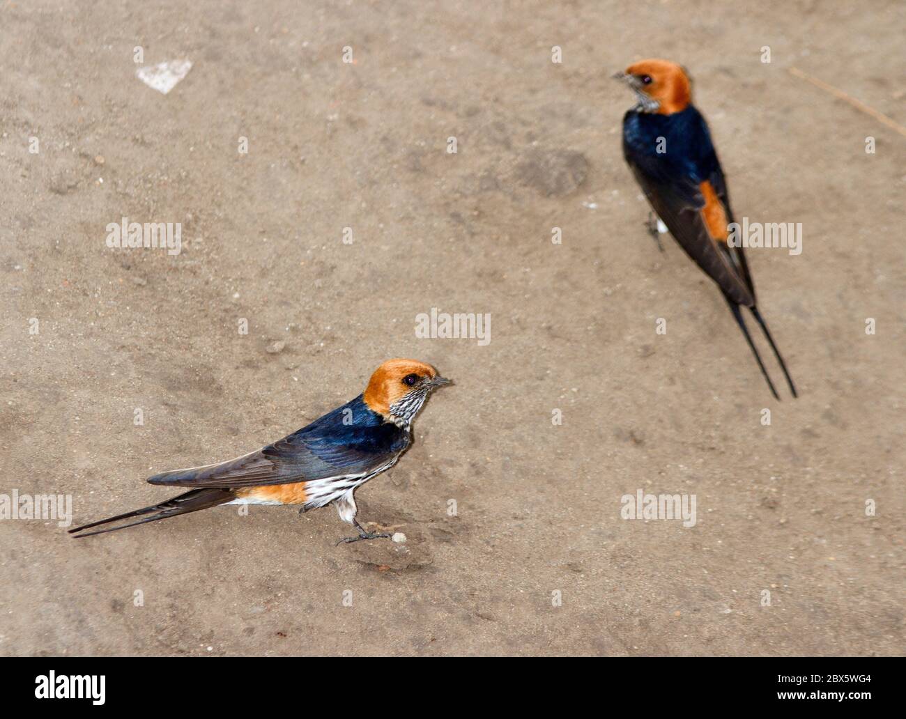 Retort shaped nest hi-res stock photography and images - Alamy