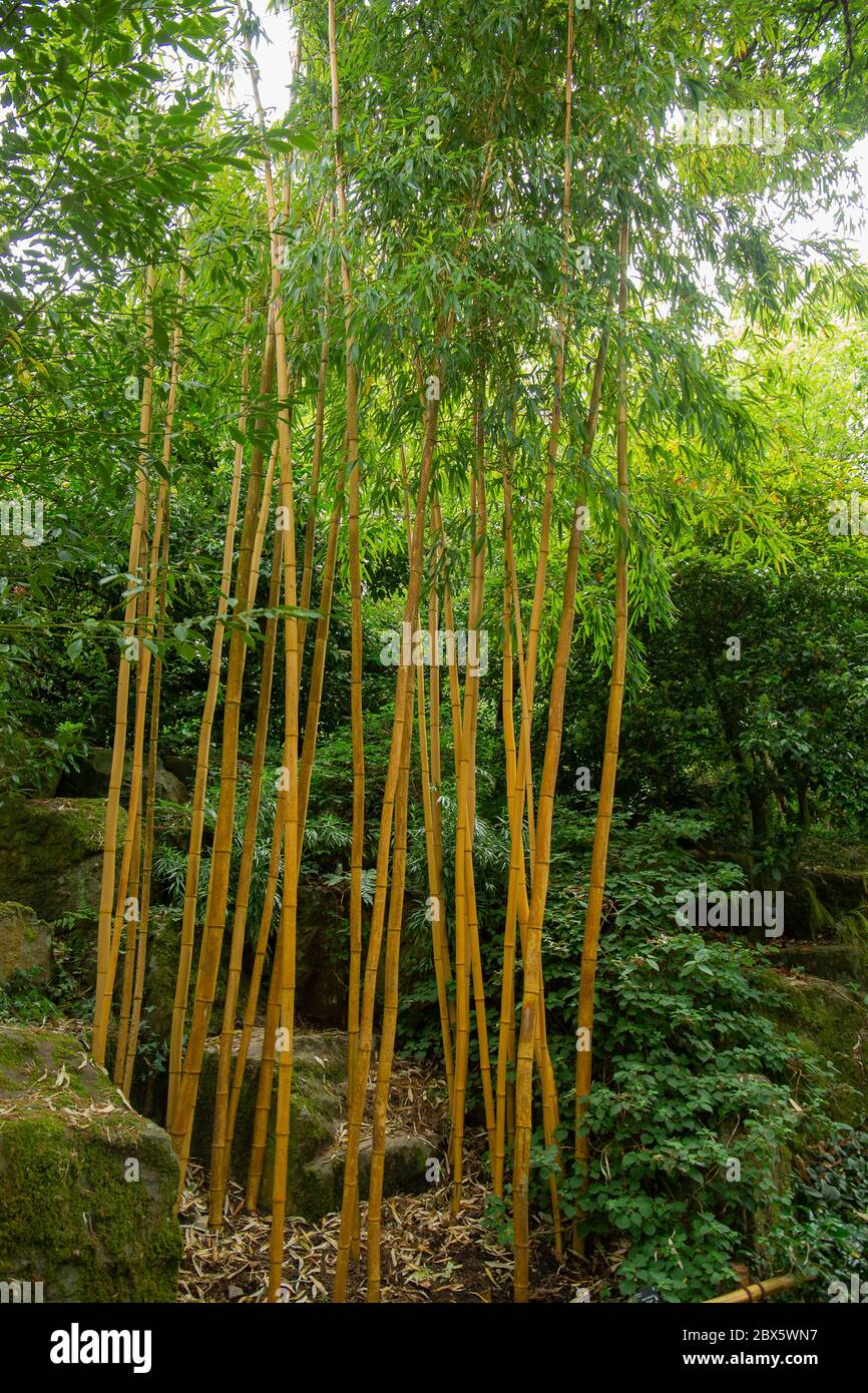Phyllostachys vivax f.aurecaulis, Golden chinese timber bamboo Stock ...