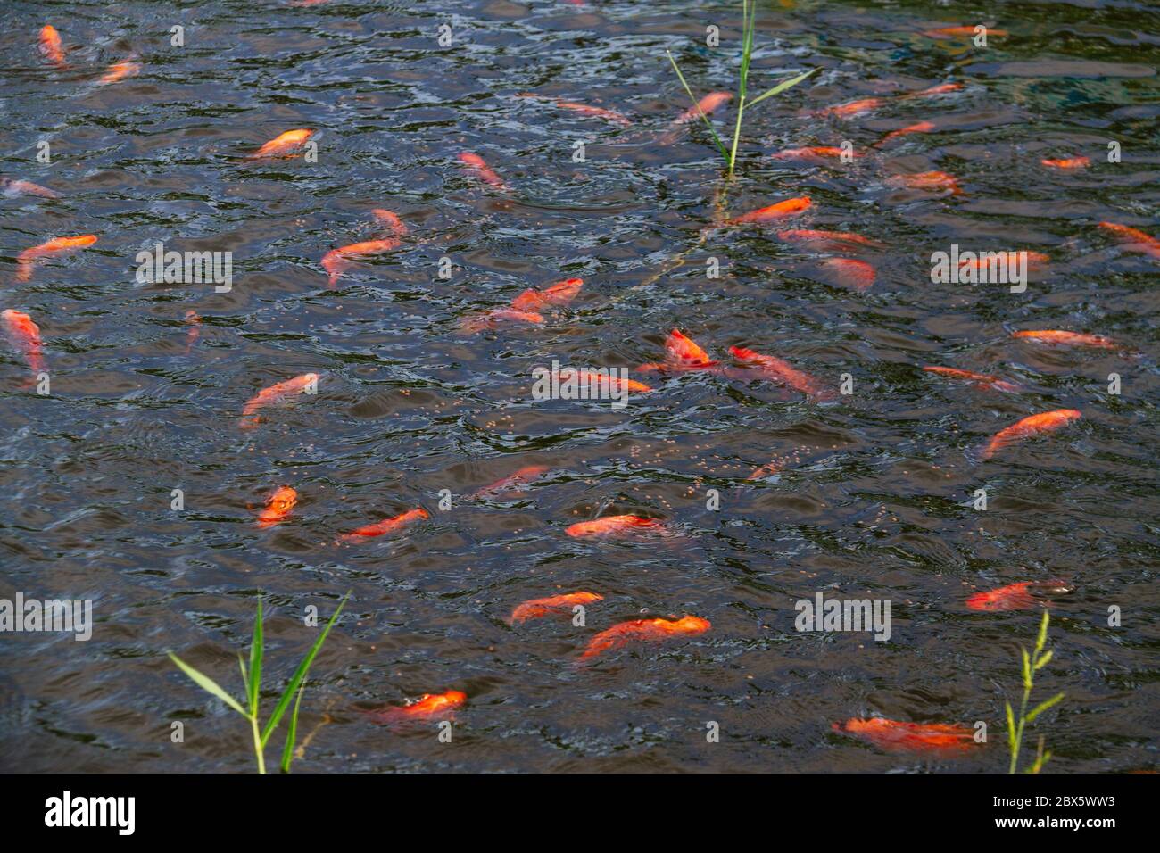 group of tilapia feeding on the surface of the pool, amazon Stock Photo ...