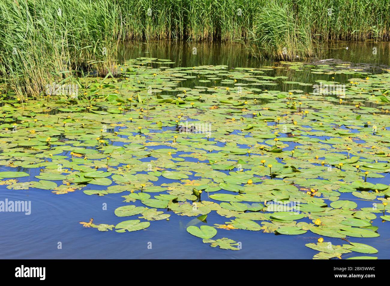 South wales freshwater lake hi-res stock photography and images - Alamy