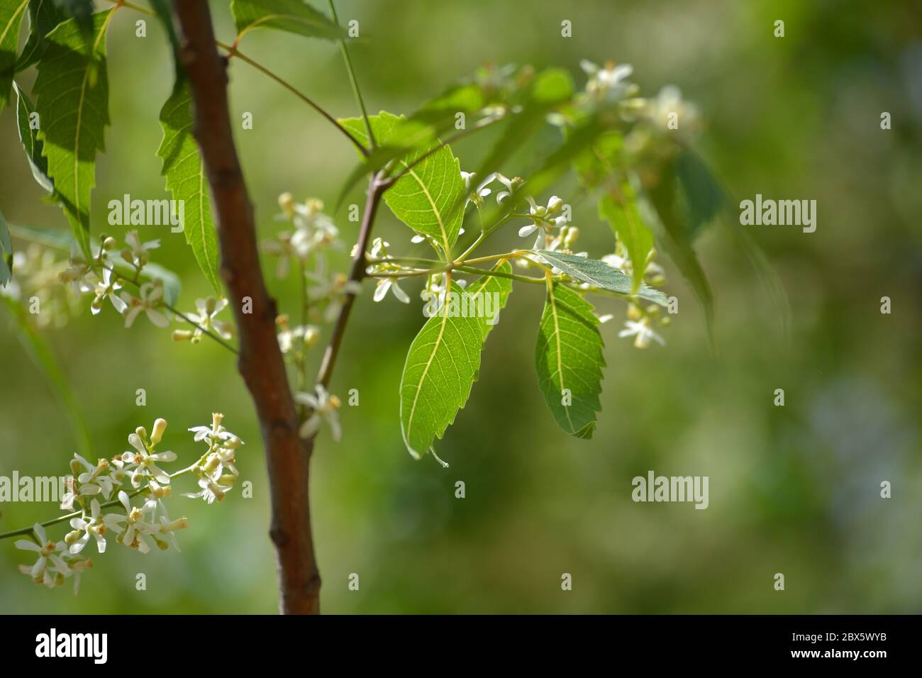Medicinal ayurvedic azadirachta indica or Neem leaves and flowers. Very ...