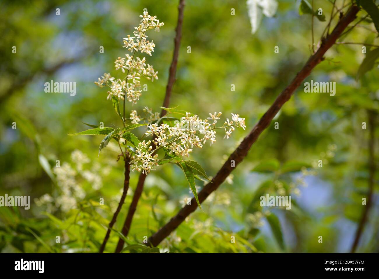 Medicinal ayurvedic azadirachta indica or Neem leaves and flowers. Very ...