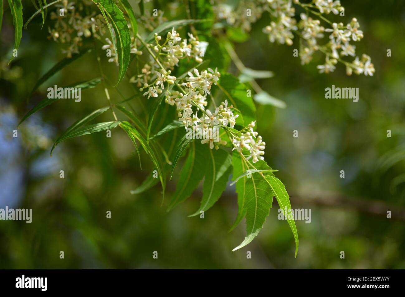 Medicinal ayurvedic azadirachta indica or Neem leaves and flowers. Very ...