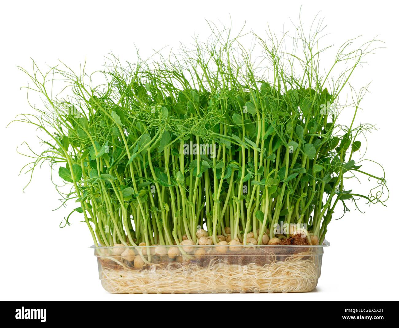 Micro green sprouts of peas isolated on white Stock Photo - Alamy