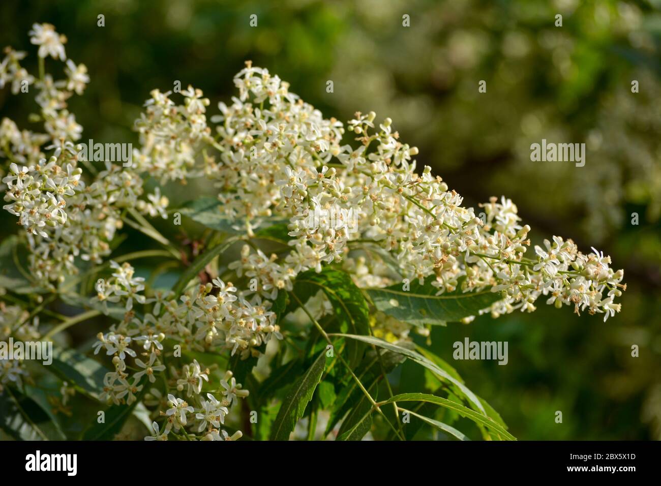Medicinal ayurvedic azadirachta indica or Neem leaves and flowers. Very ...