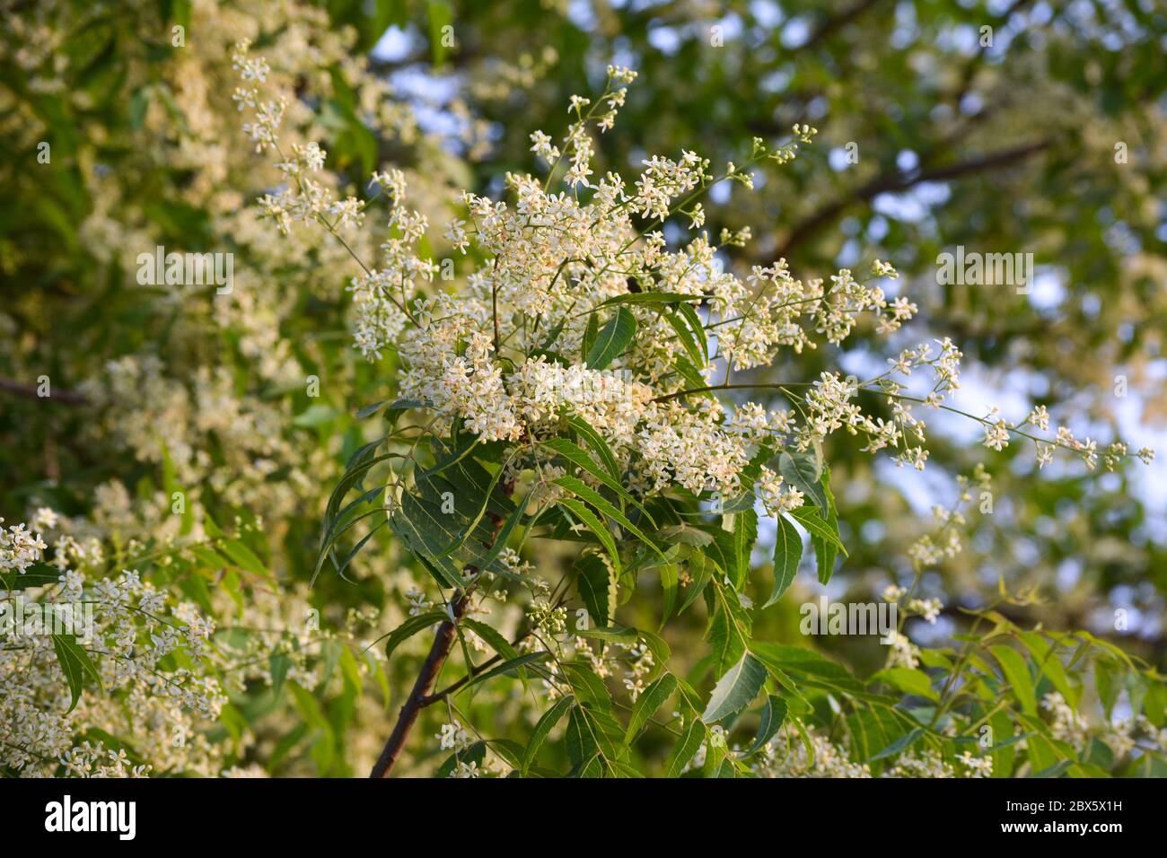 Medicinal ayurvedic azadirachta indica or Neem leaves and flowers. Very ...