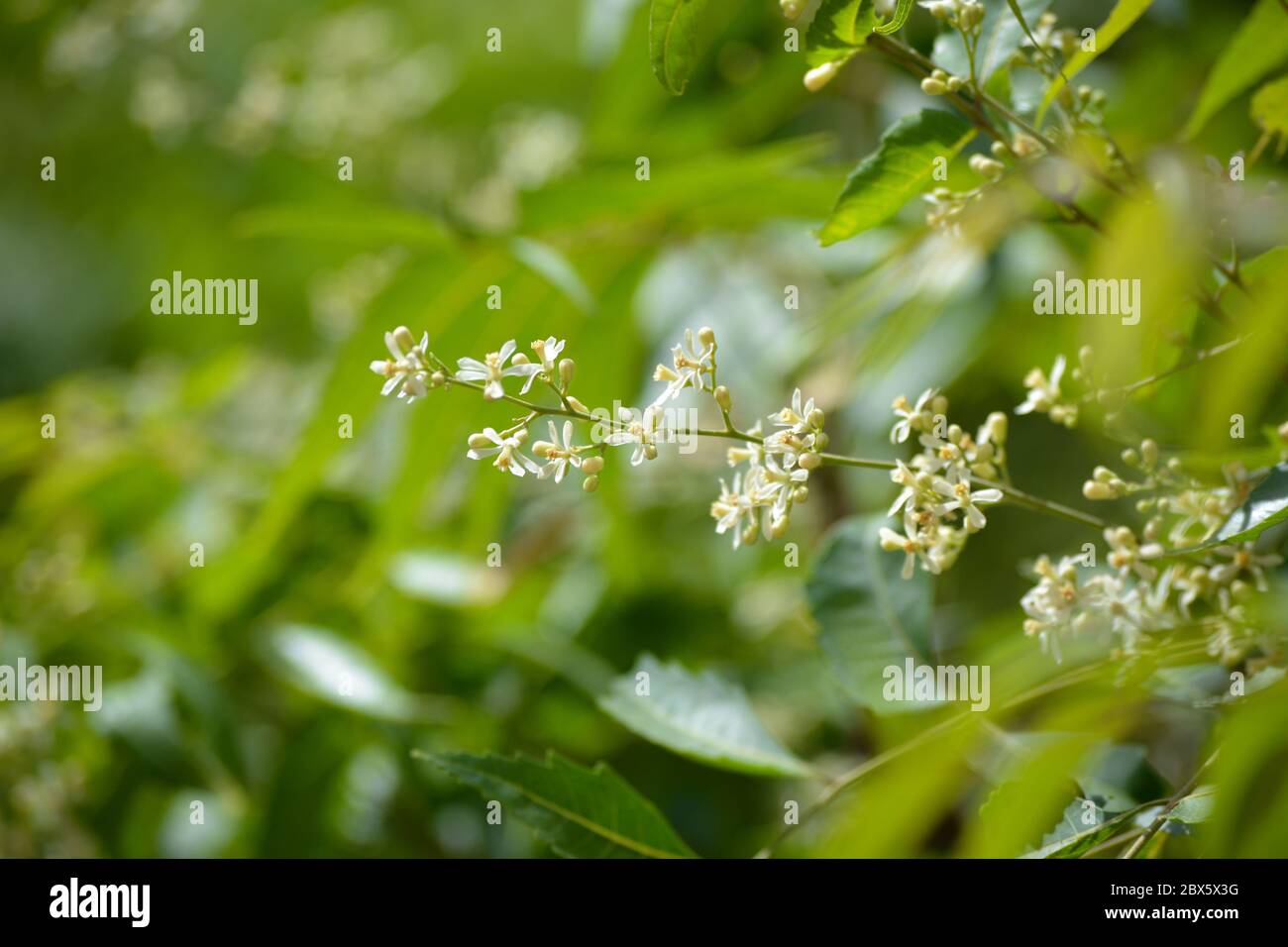 Medicinal ayurvedic azadirachta indica or Neem leaves and flowers. Very ...