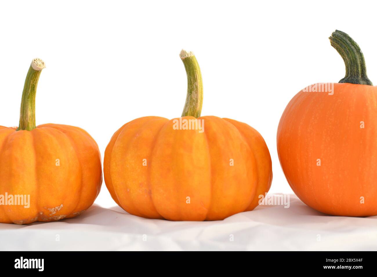 Wee Squash High Resolution Stock Photography and Images - Alamy