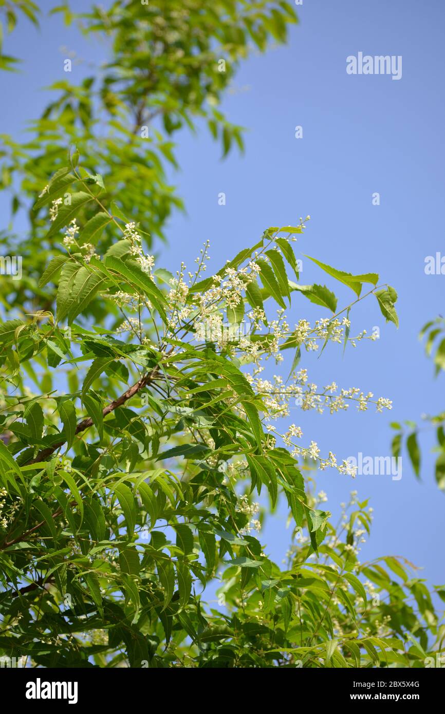 Medicinal ayurvedic azadirachta indica or Neem leaves and flowers. Very ...