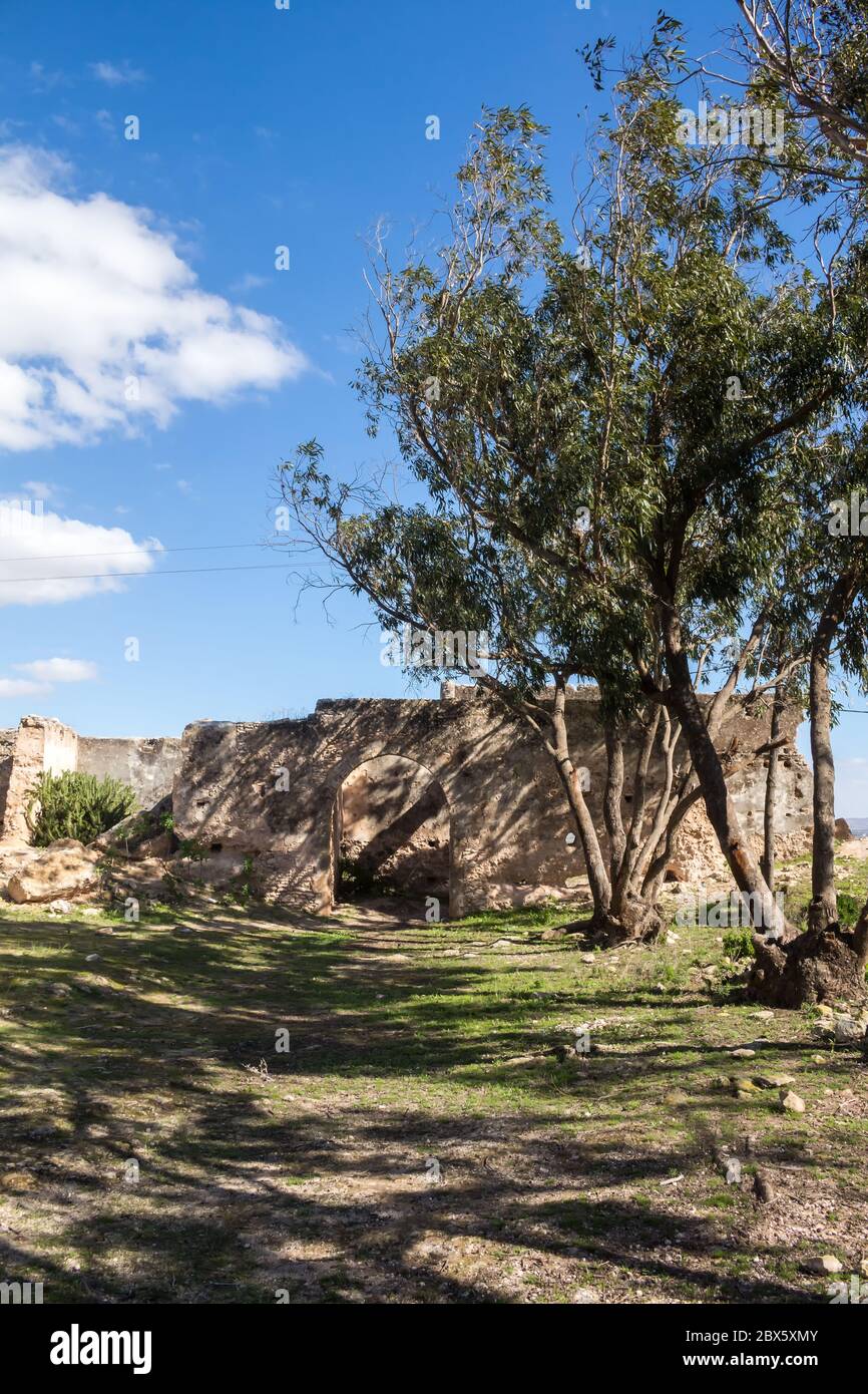 Olive trees growing wild in the park surrounding the ruin of an ...