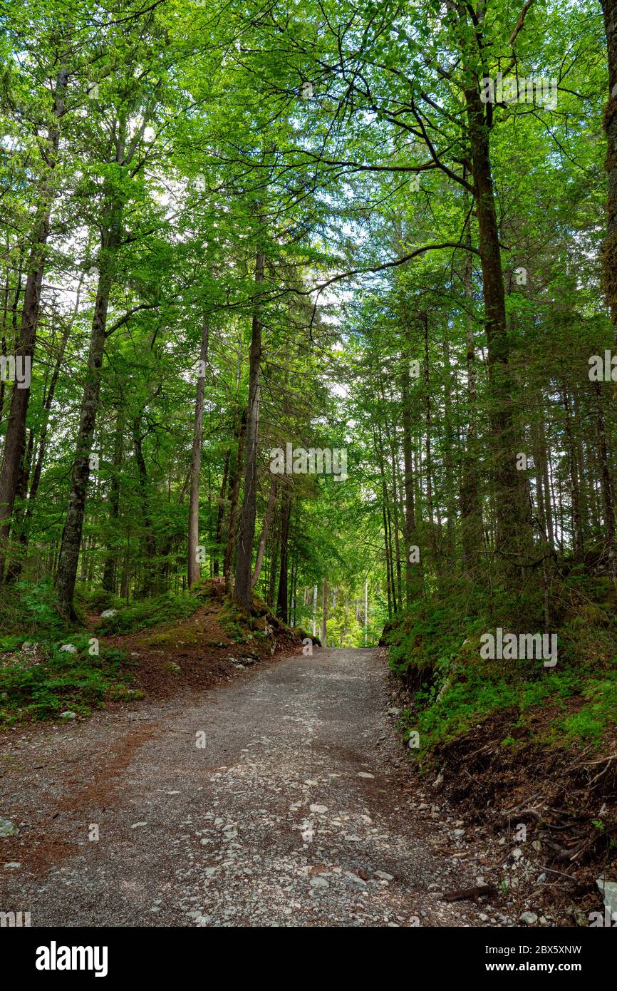 Hiking path through a forest Stock Photo - Alamy