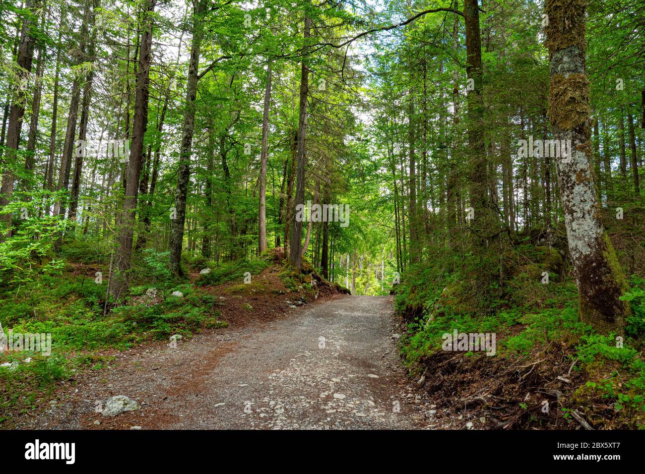 Hiking path through a forest Stock Photo - Alamy