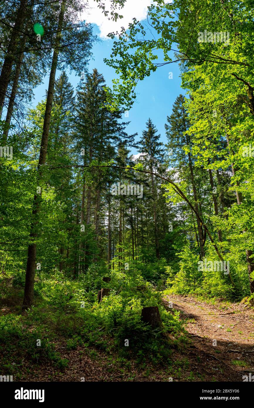 Hiking path through a forest Stock Photo - Alamy