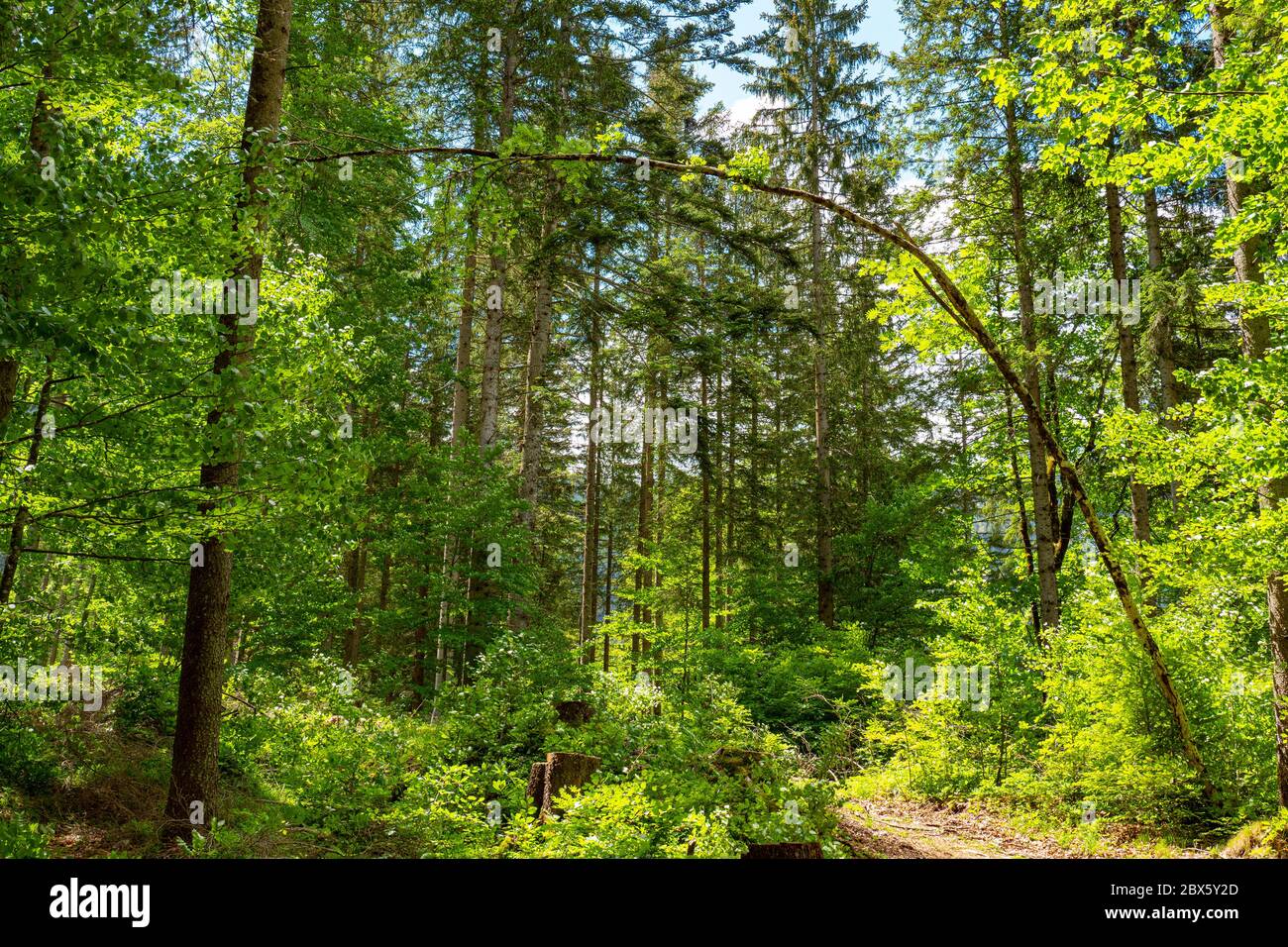 Hiking path through a forest Stock Photo - Alamy