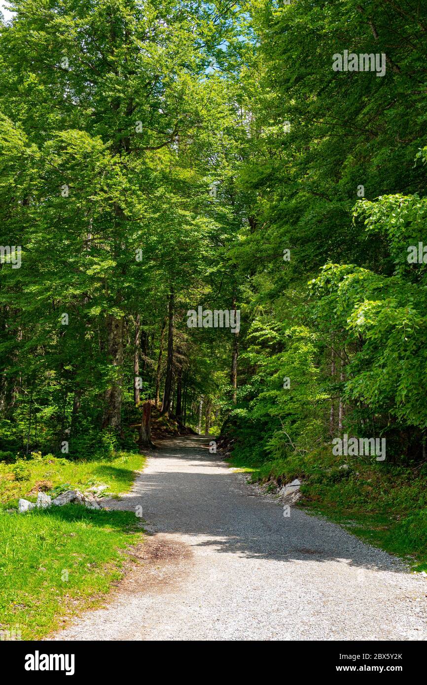 Hiking path through a forest Stock Photo - Alamy