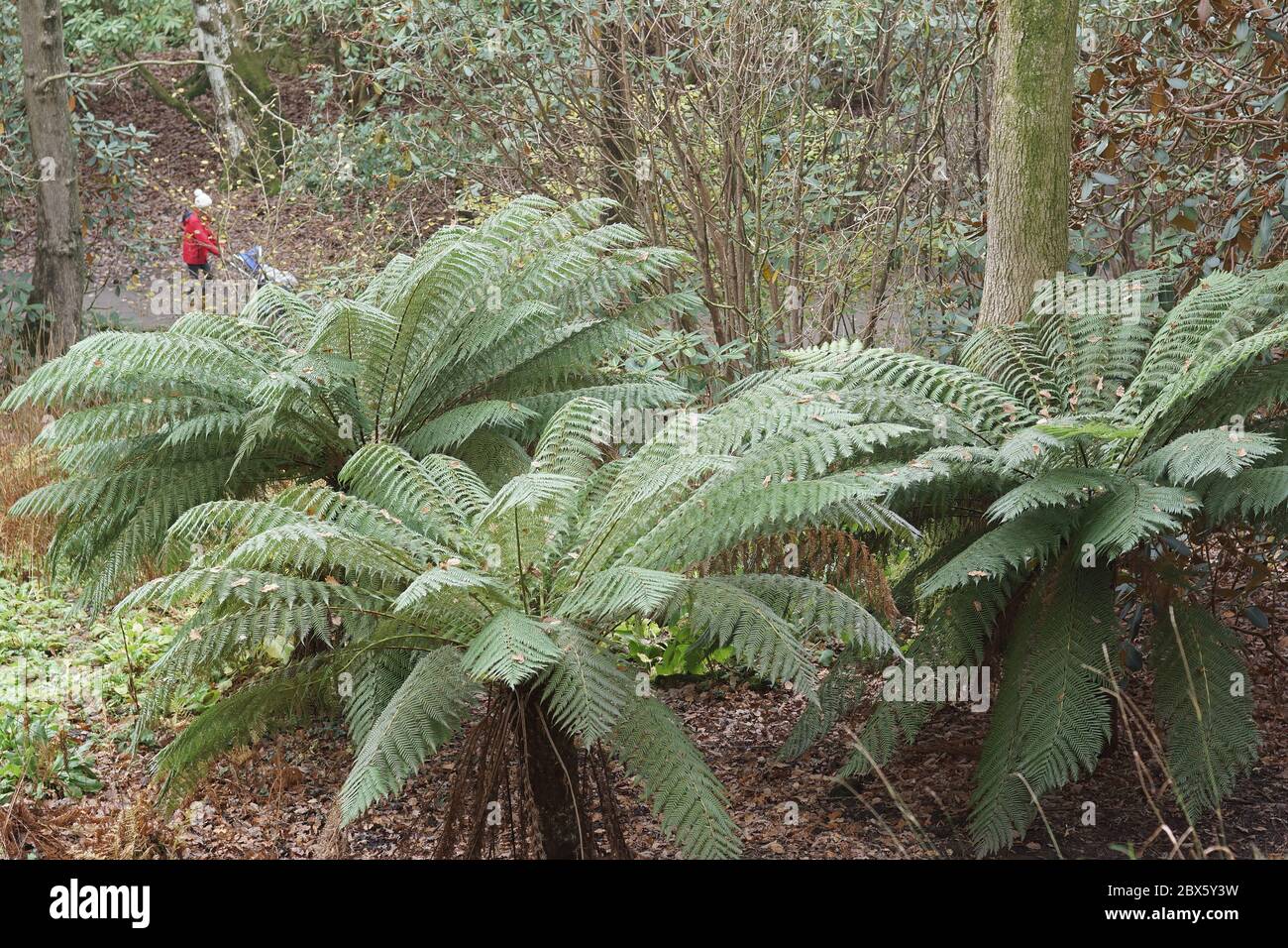 Tree ferns hi-res stock photography and images - Alamy