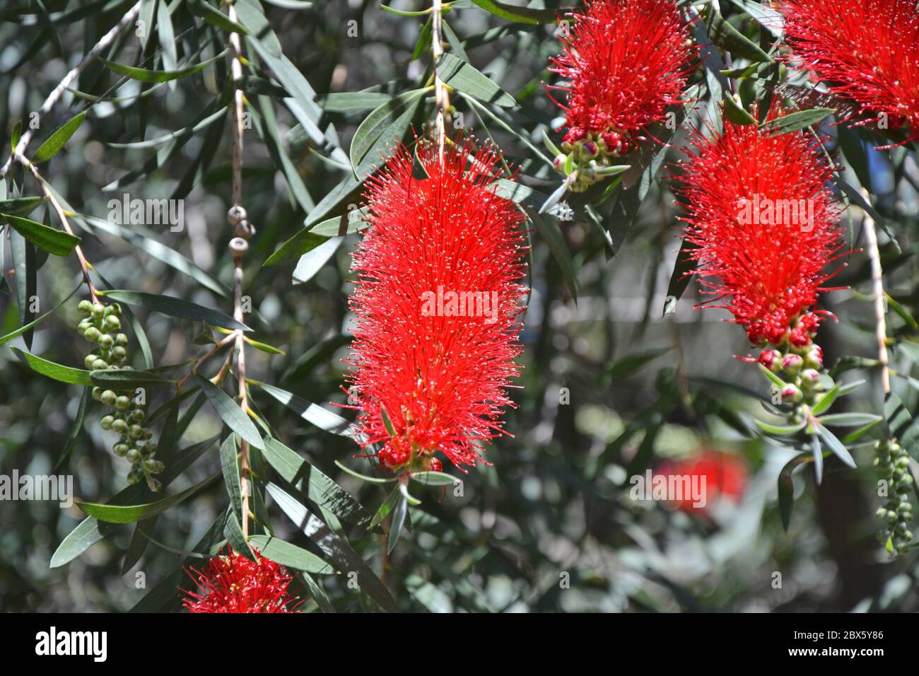 The bottlebrush tree red flowers. Plants of Western Australia Stock ...