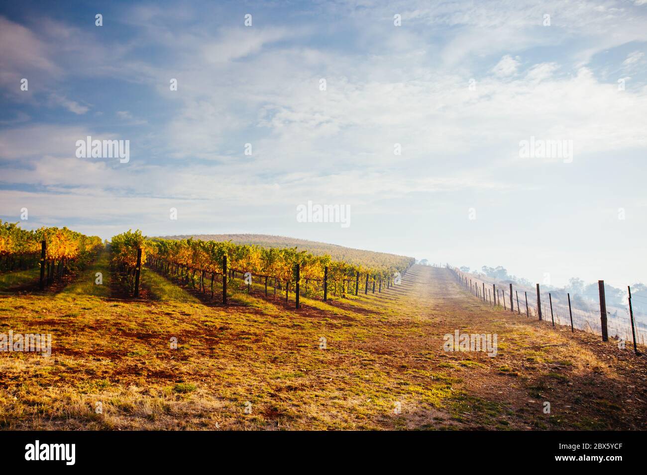 King Valley Vineyard in Australia Stock Photo - Alamy