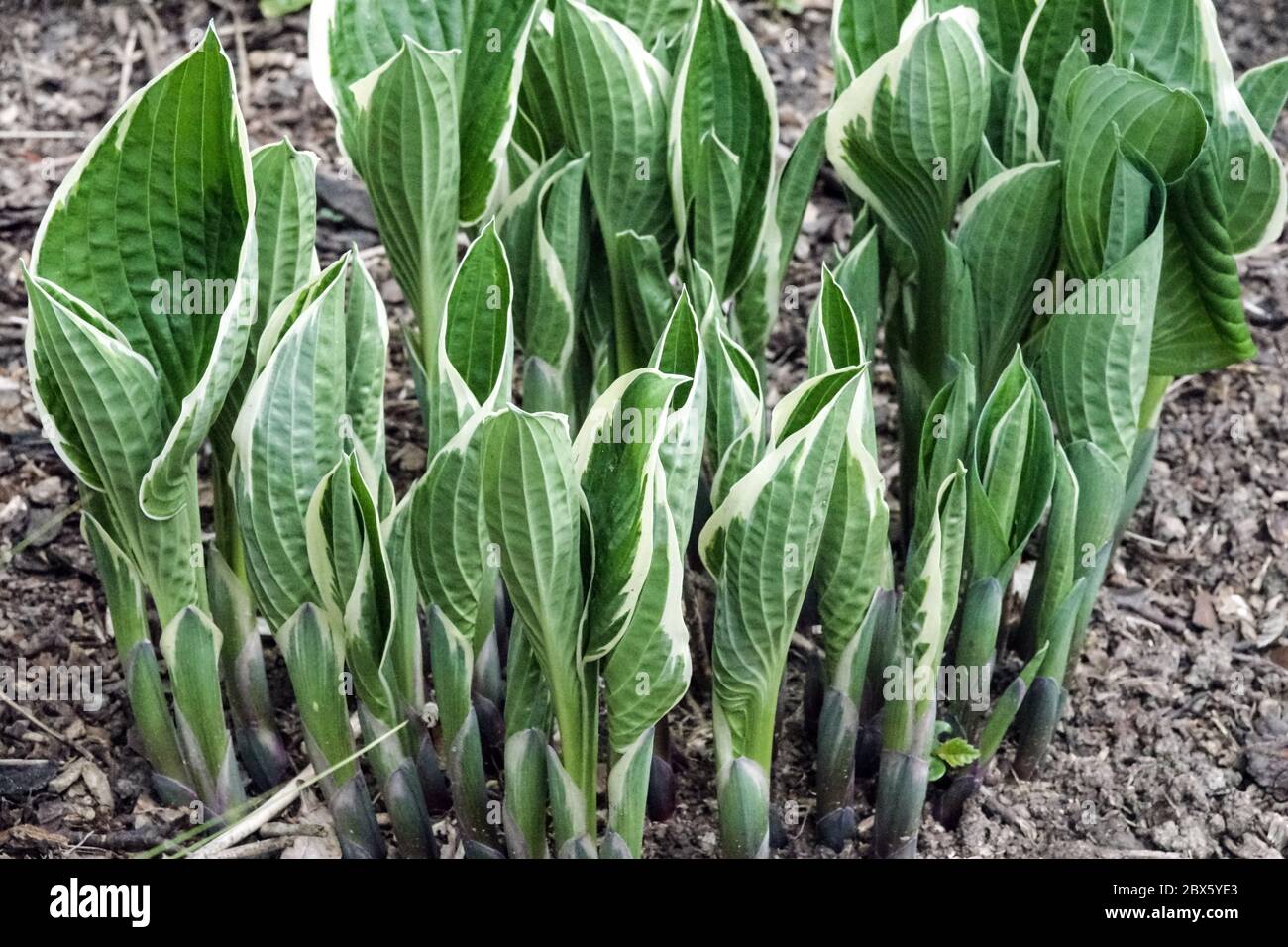 Hosta Green Gold leaf shoots Stock Photo - Alamy