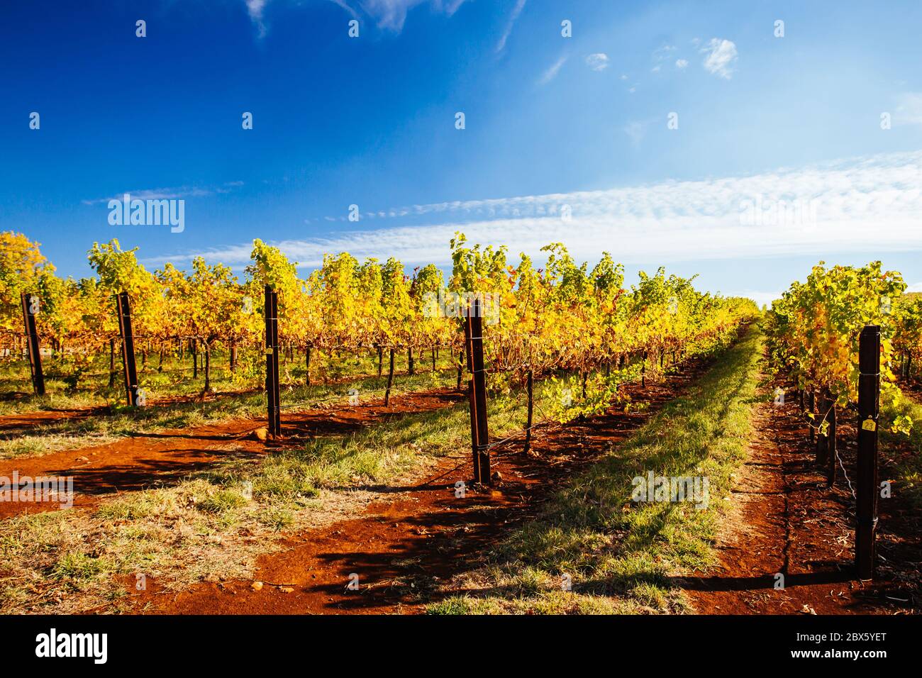 Vineyard, king valley victoria hi-res stock photography and images - Alamy