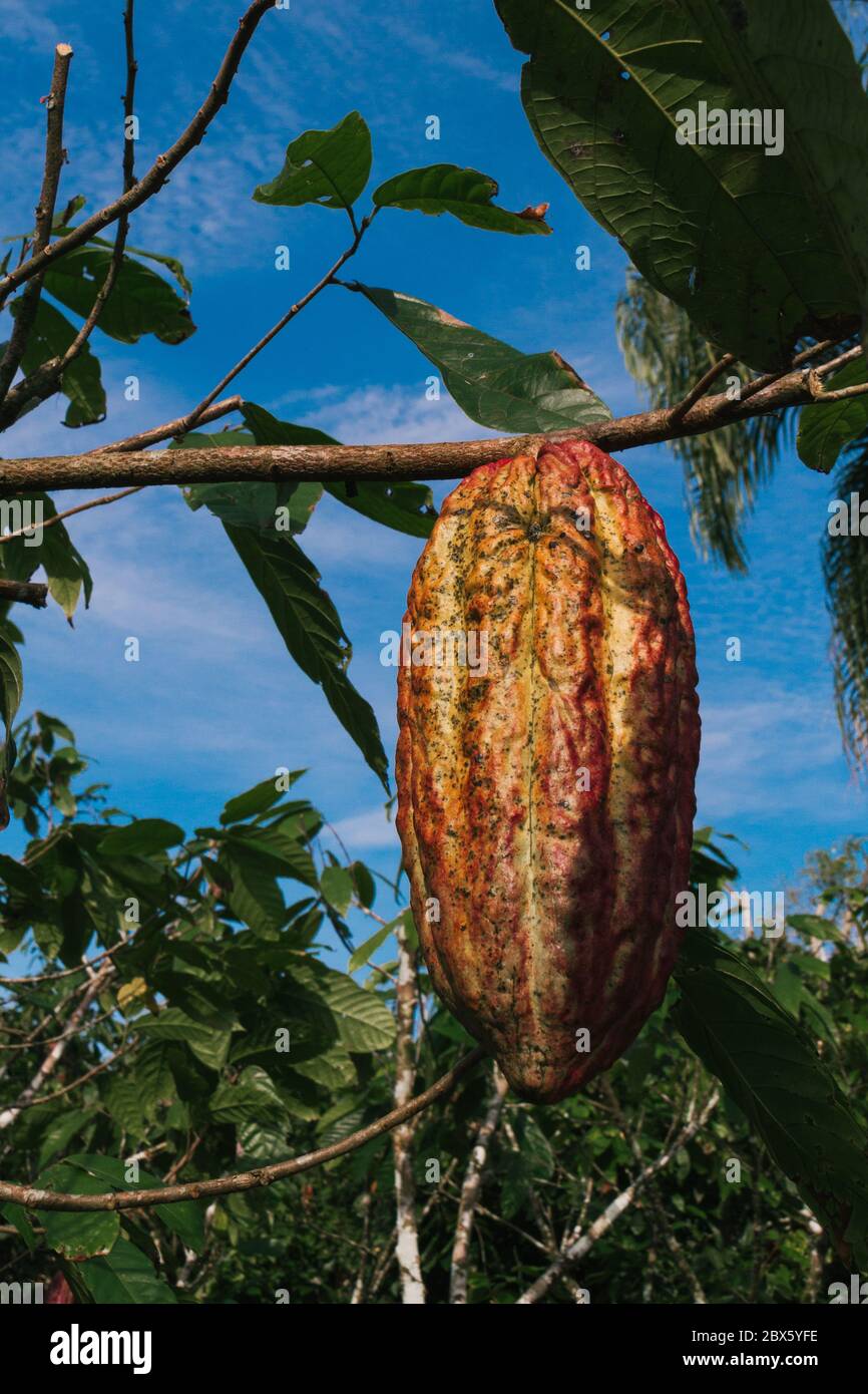 cocoa plantation, cocoa pod, cocoa plant, in the amazon, tropical ...