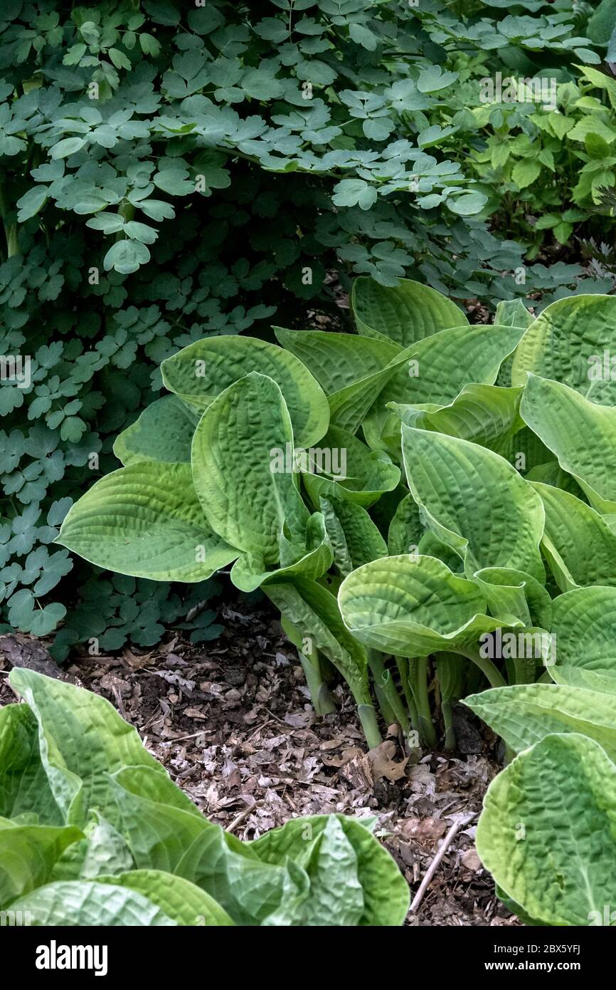 Hosta "Fools Gold" Hostas perennials under shade Stock Photo - Alamy