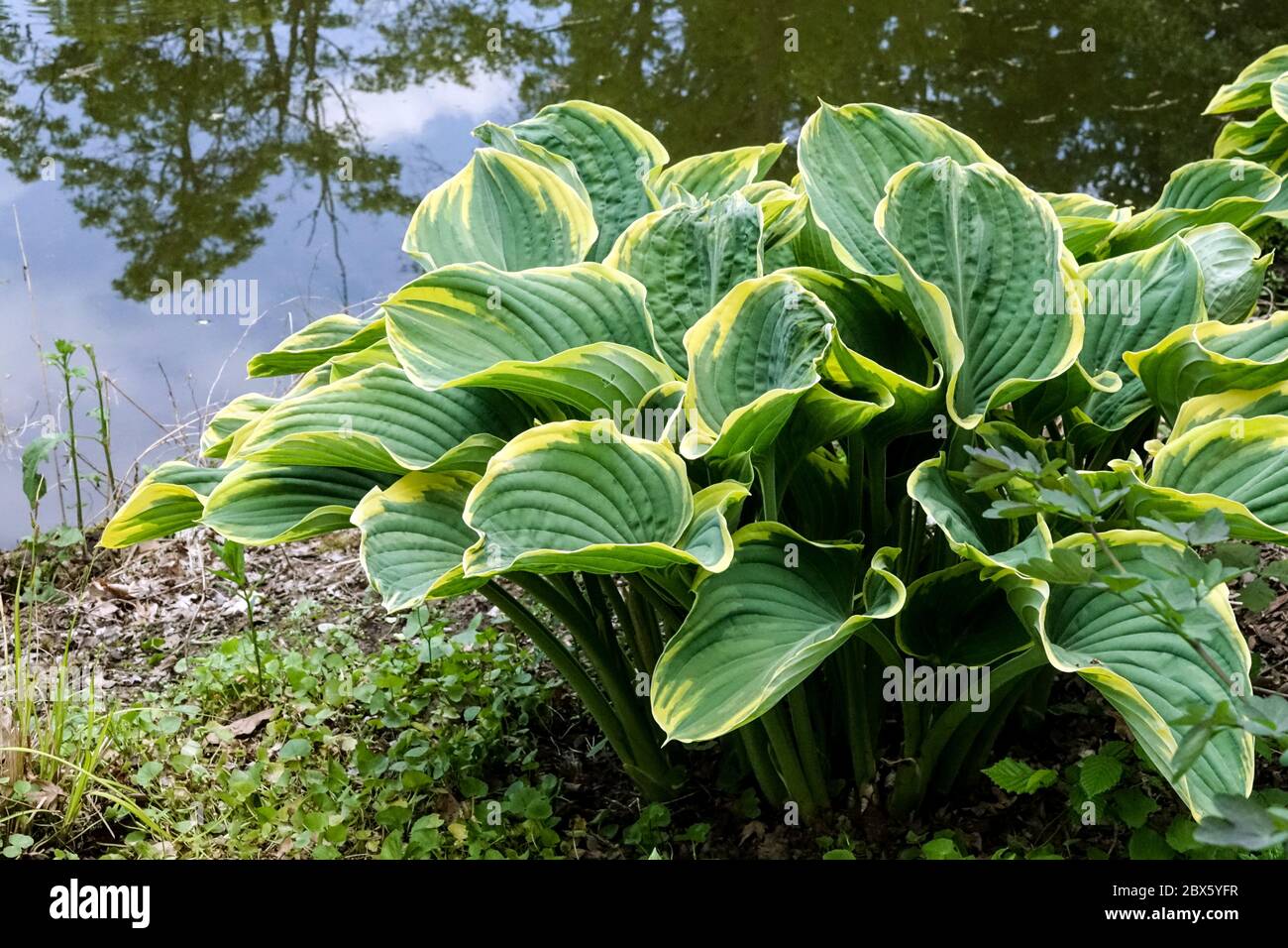 Hosta Sagae at garden pond, cluster of leaves Stock Photo - Alamy